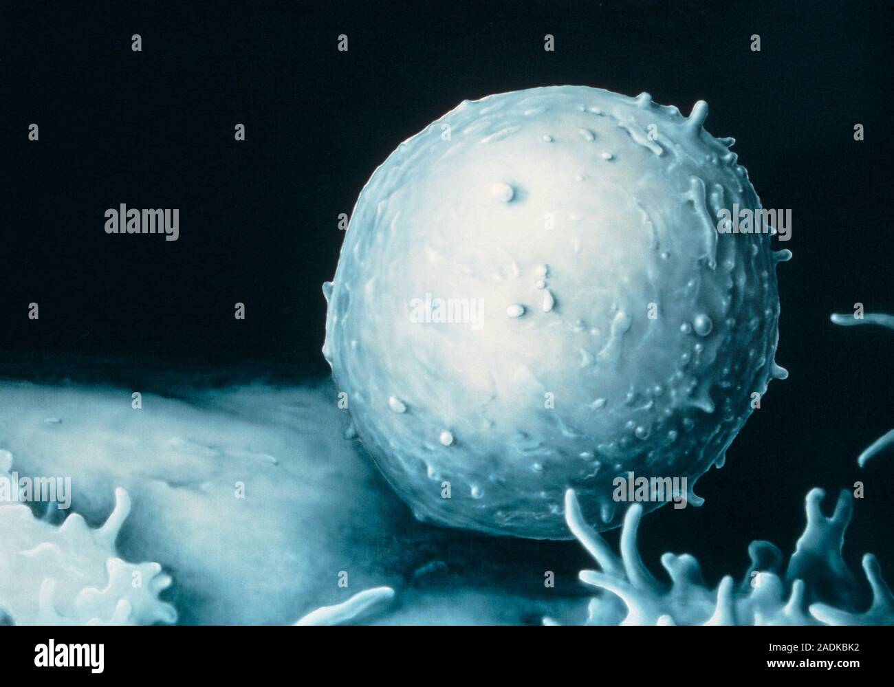Illustration based on a scanning electron micrograph of a single T ...