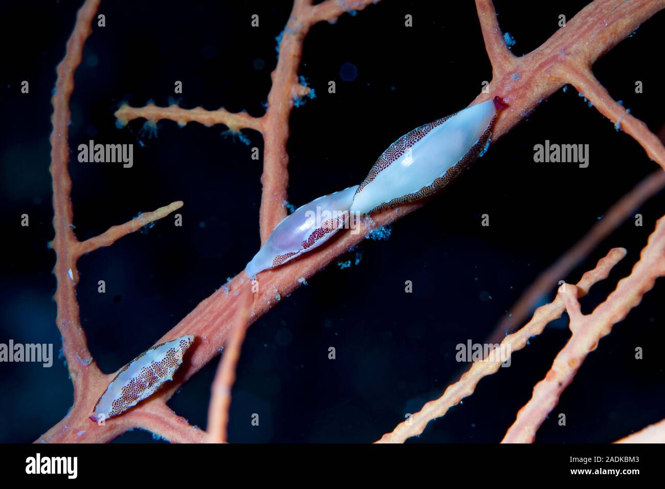 Simnia spelta hi-res stock photography and images - Alamy