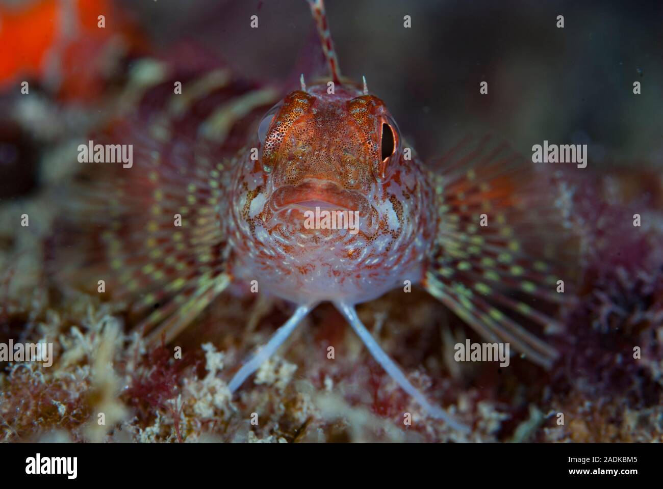 Red-Black Triplefin (Tripterygion tripteronotum) is native of the ...