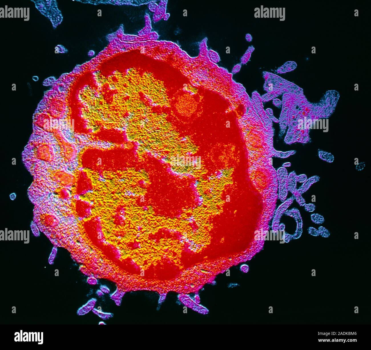 False-colour transmission electron micrograph (TEM) of a lymphocyte, a ...