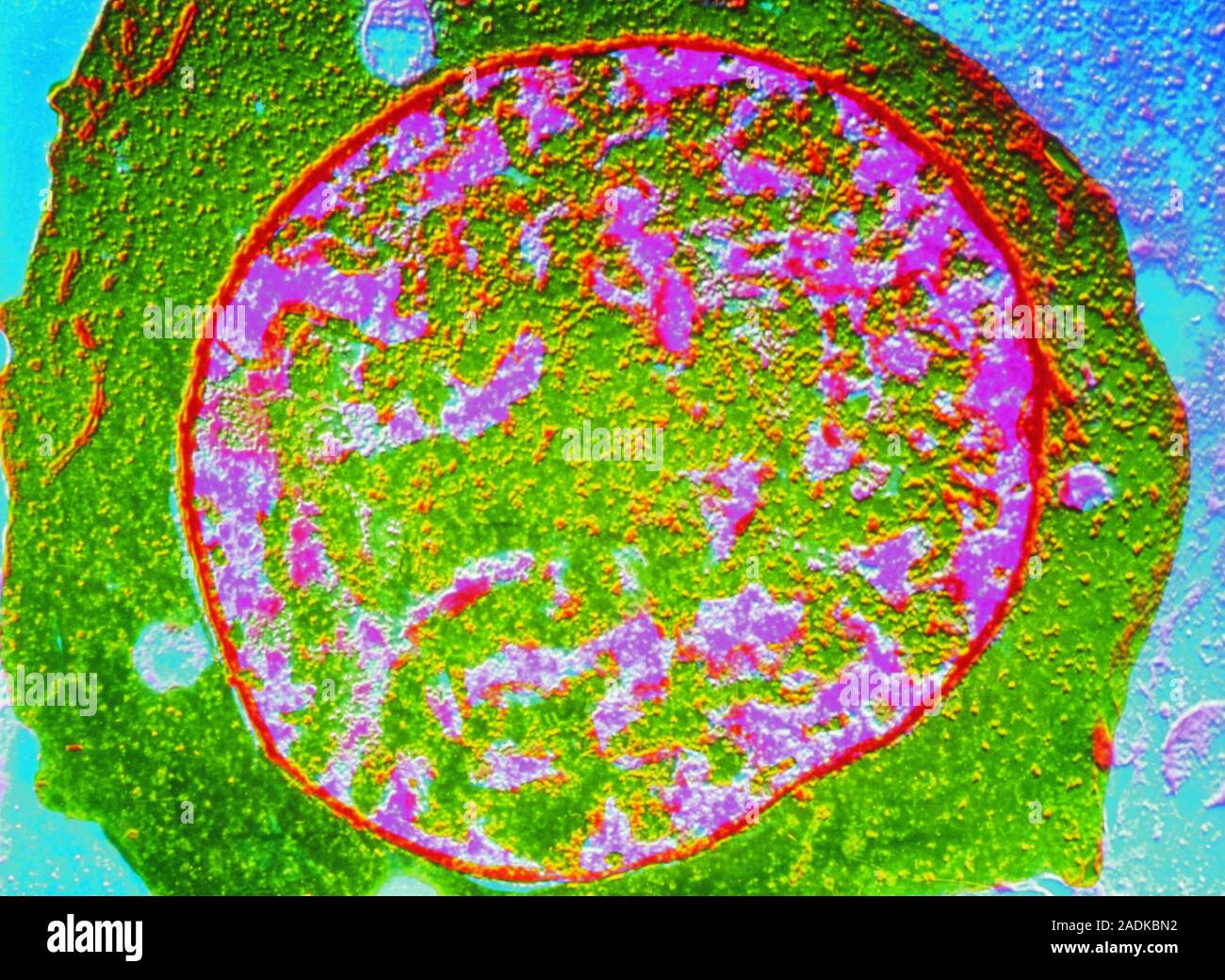False-colour transmission electron micrograph (TEM) of a lymphocyte, a ...