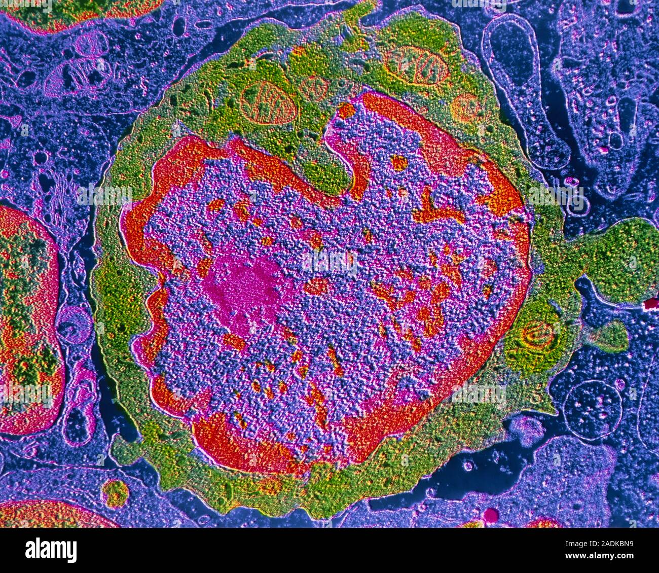 False-colour transmission electron micrograph (TEM) of a lymphocyte, a ...