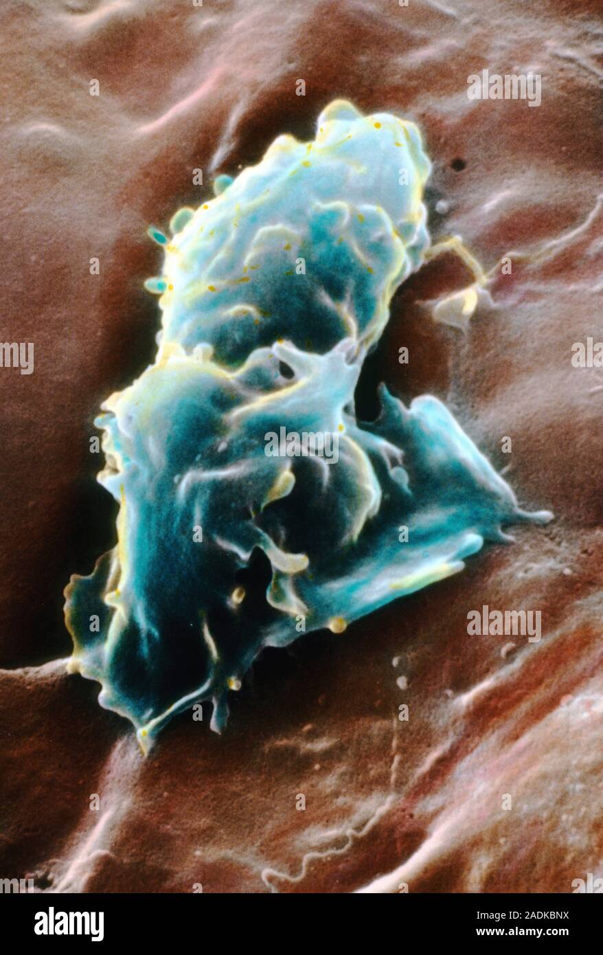Lymphocyte cell. Coloured Scanning Electron Micro- graph (SEM) of a ...