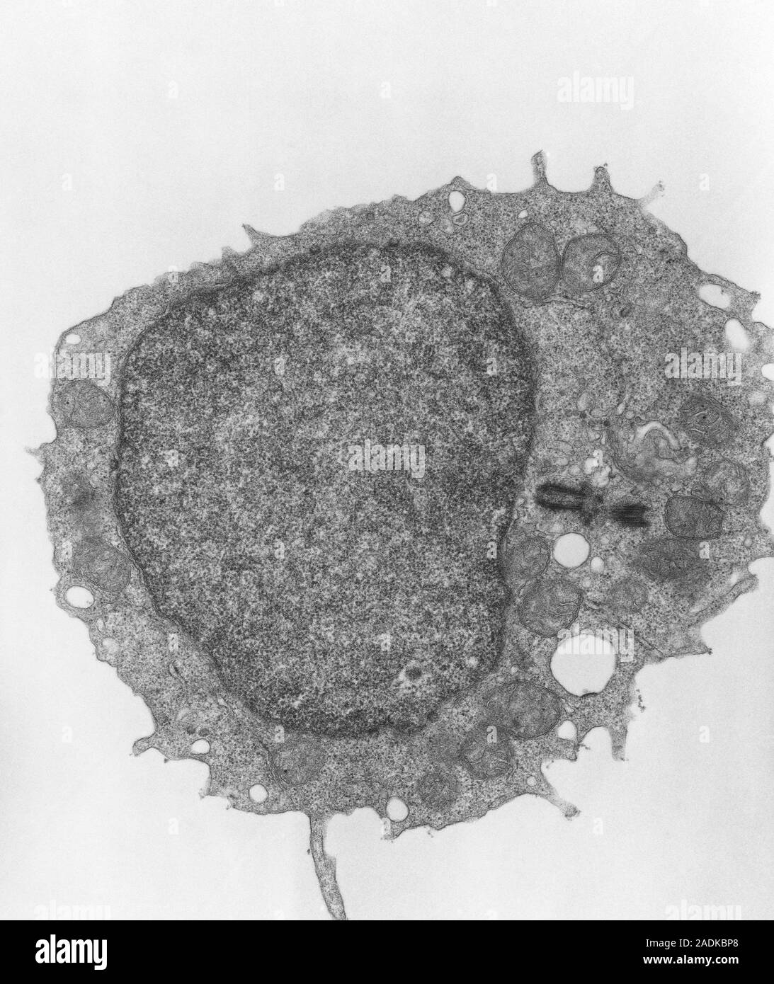 Lymphocyte. Transmission Electron Micrograph of a human lymphocyte, a ...