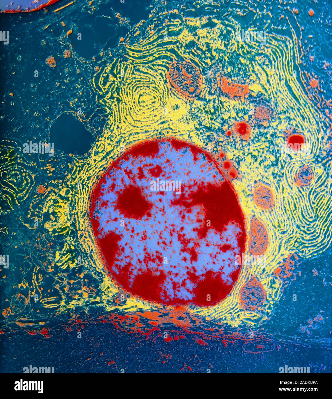 Plasma cell. Coloured transmission electron micrograph (TEM) of an ...