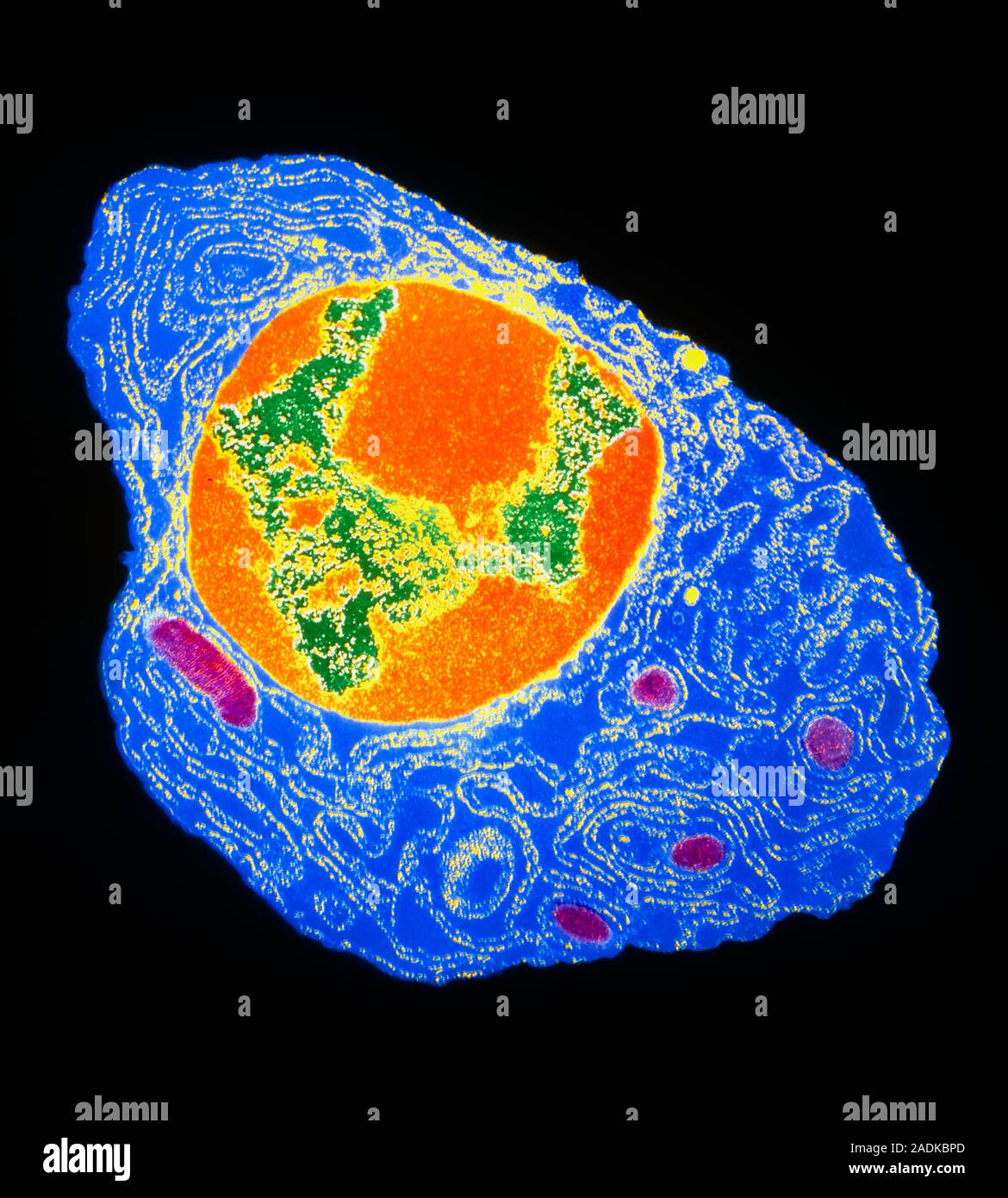 Plasma cell. Coloured transmission electron micrograph of a plasma cell ...