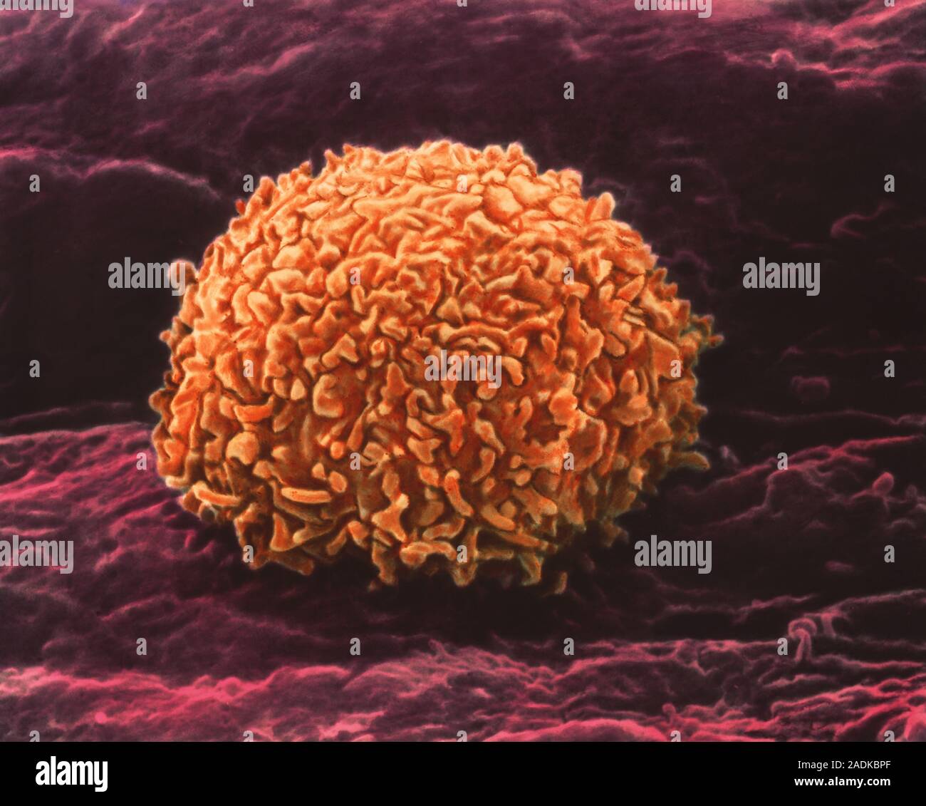 Neutrophil. Coloured Scanning Electron Micrograph (SEM) of a neutrophil ...