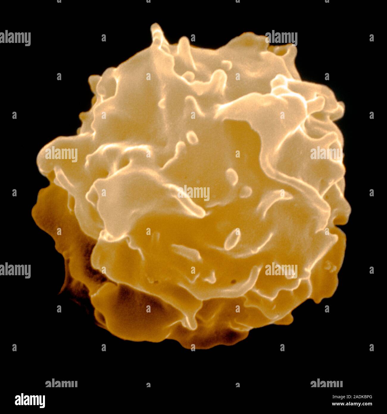 Natural killer cell. Coloured Scanning Electron Micrograph (SEM) of a ...