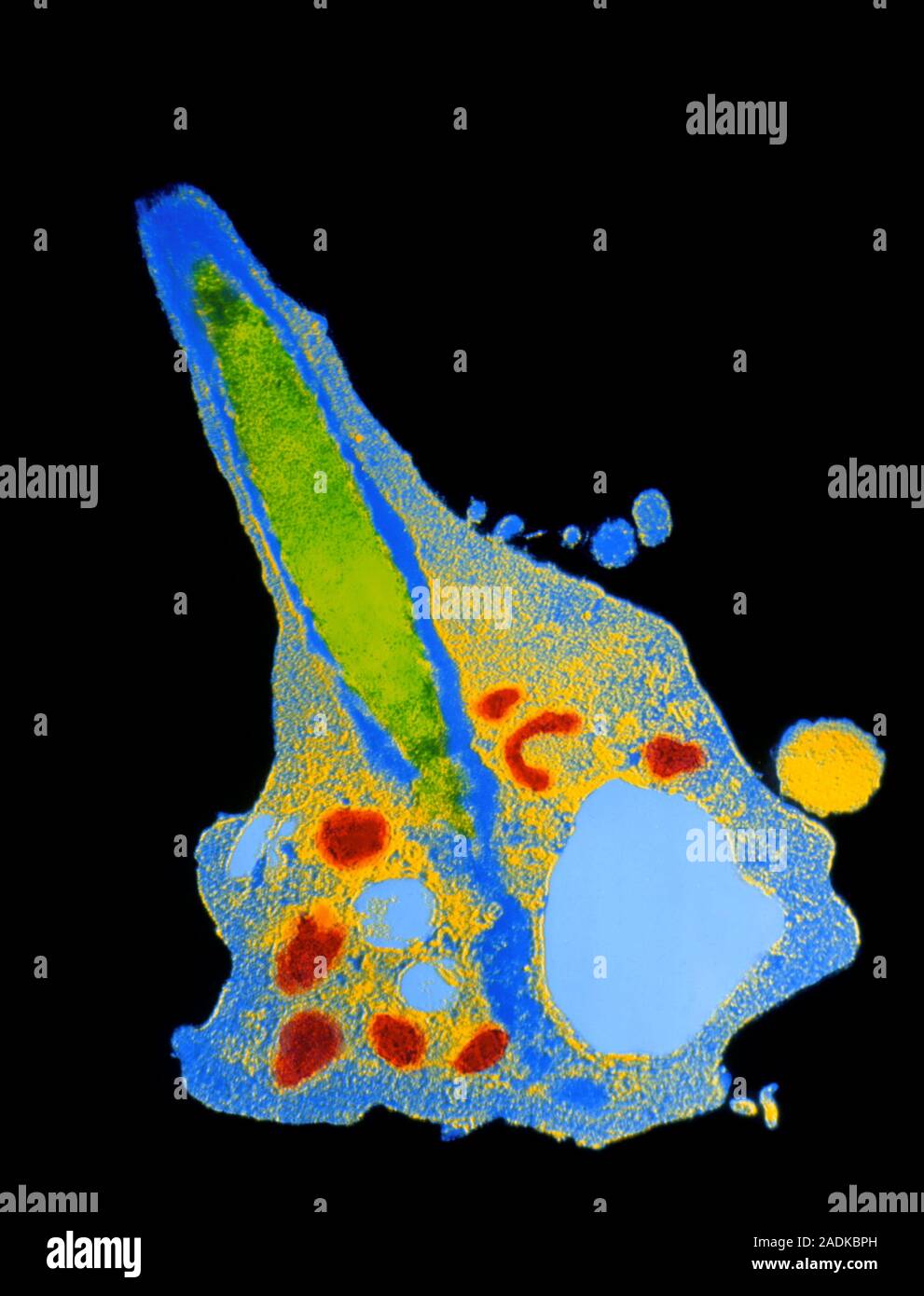 Phagocytosis. Coloured transmission electron micrograph (TEM) of a ...