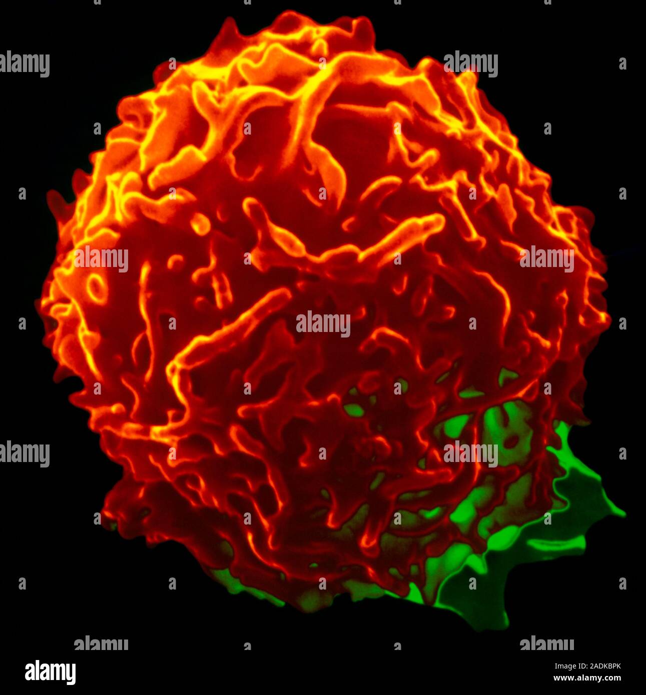 Natural killer cell. Coloured Scanning Electron Micrograph (SEM) of a ...