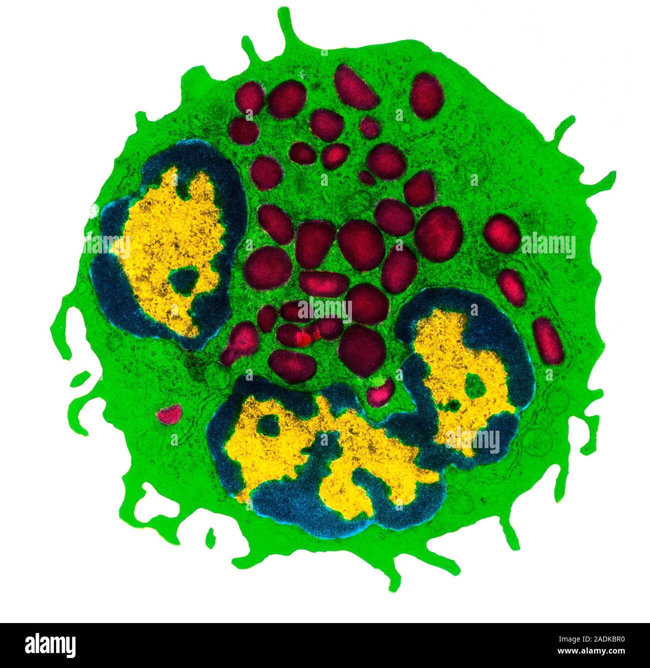 Polynuclear basophil. Coloured Transmission Electron Micrograph (TEM ...