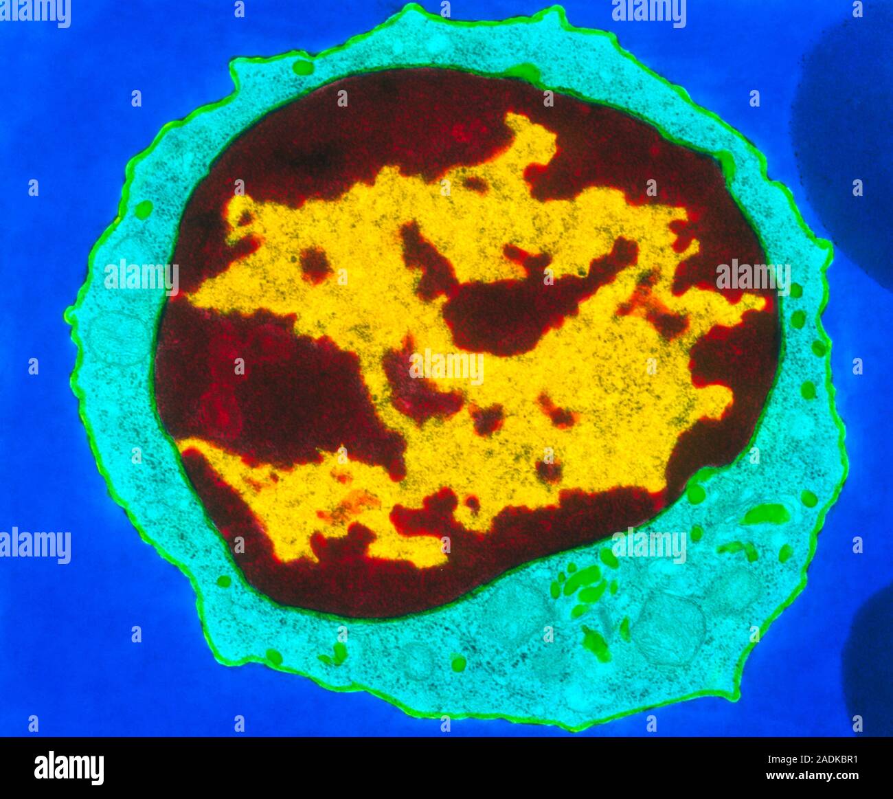 T-lymphocyte. Coloured Transmission Electron Micrograph (TEM) of a ...