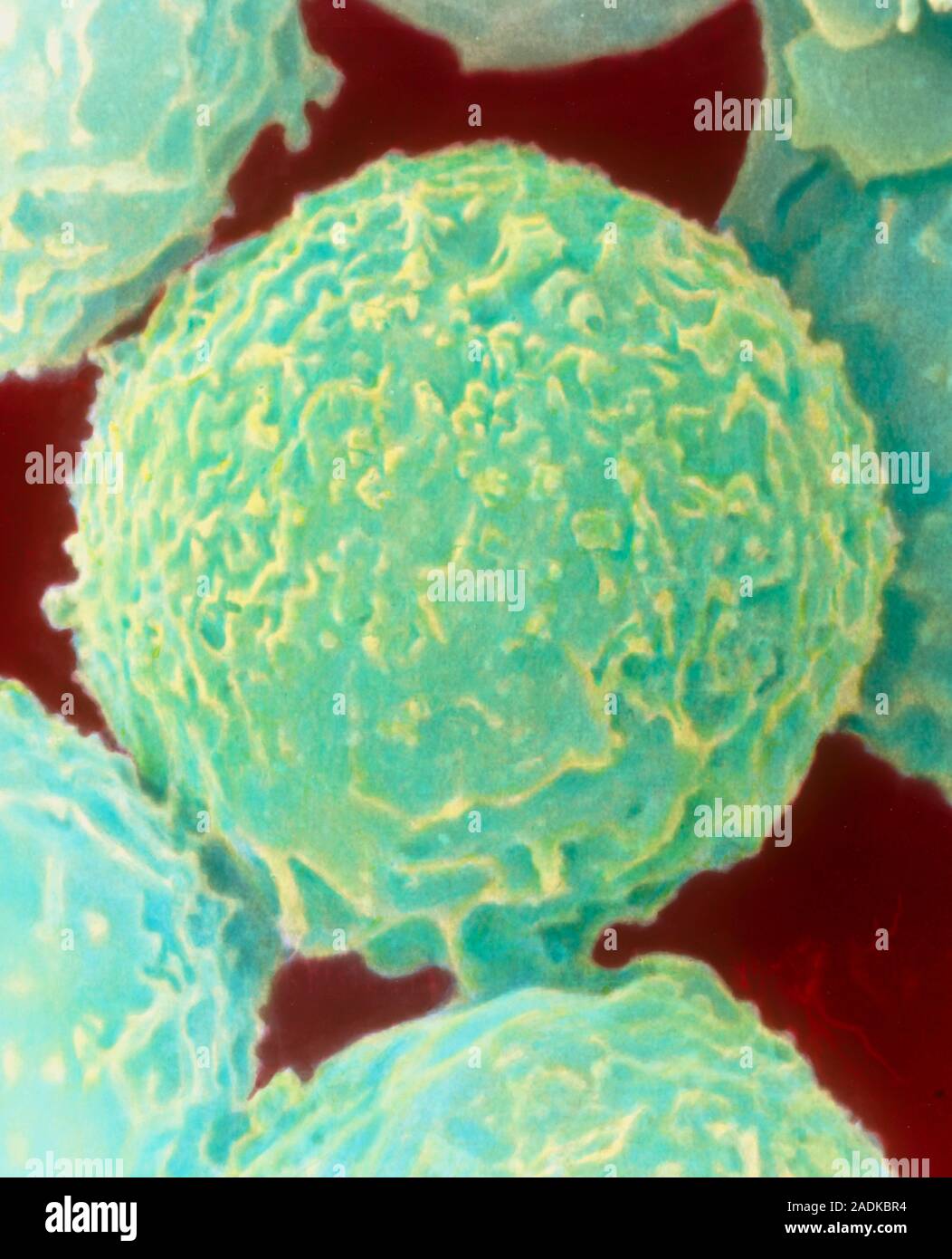 White blood cells. Coloured scanning electron micrograph (SEM) of ...