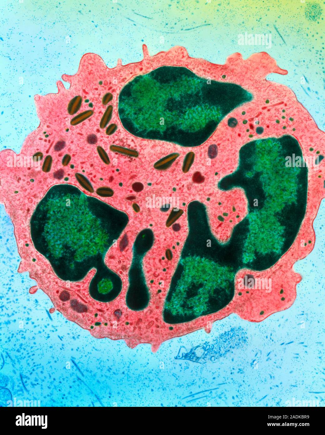 Eosinophil cell. Coloured transmission electron micrograph (TEM) of a ...