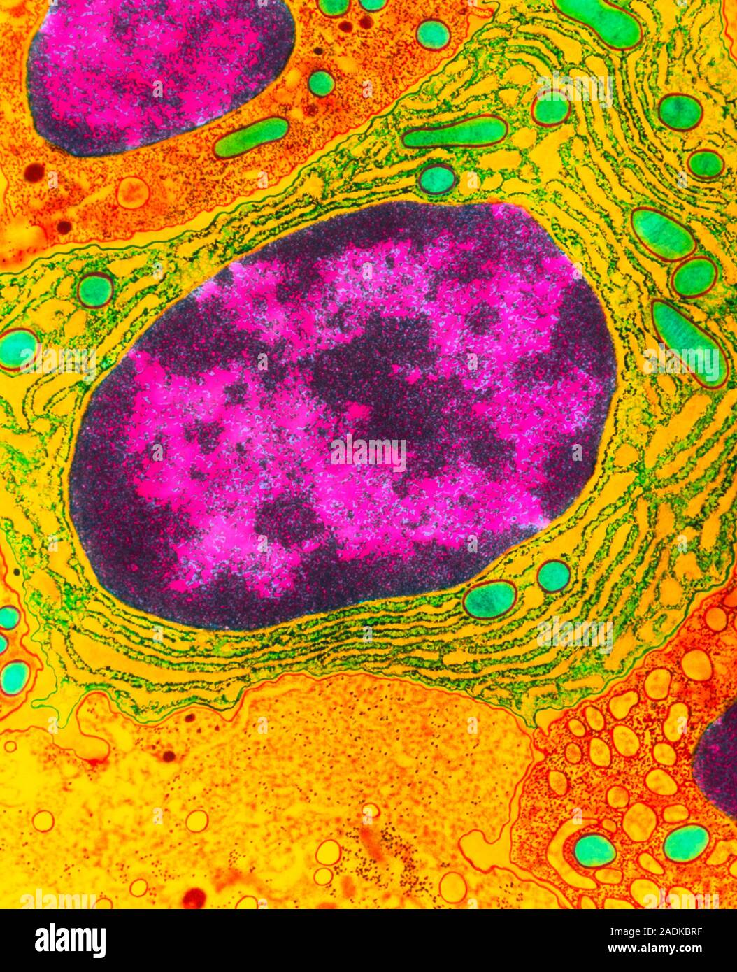 Plasma cell. Colour transmission electron micrograph of the contents of ...