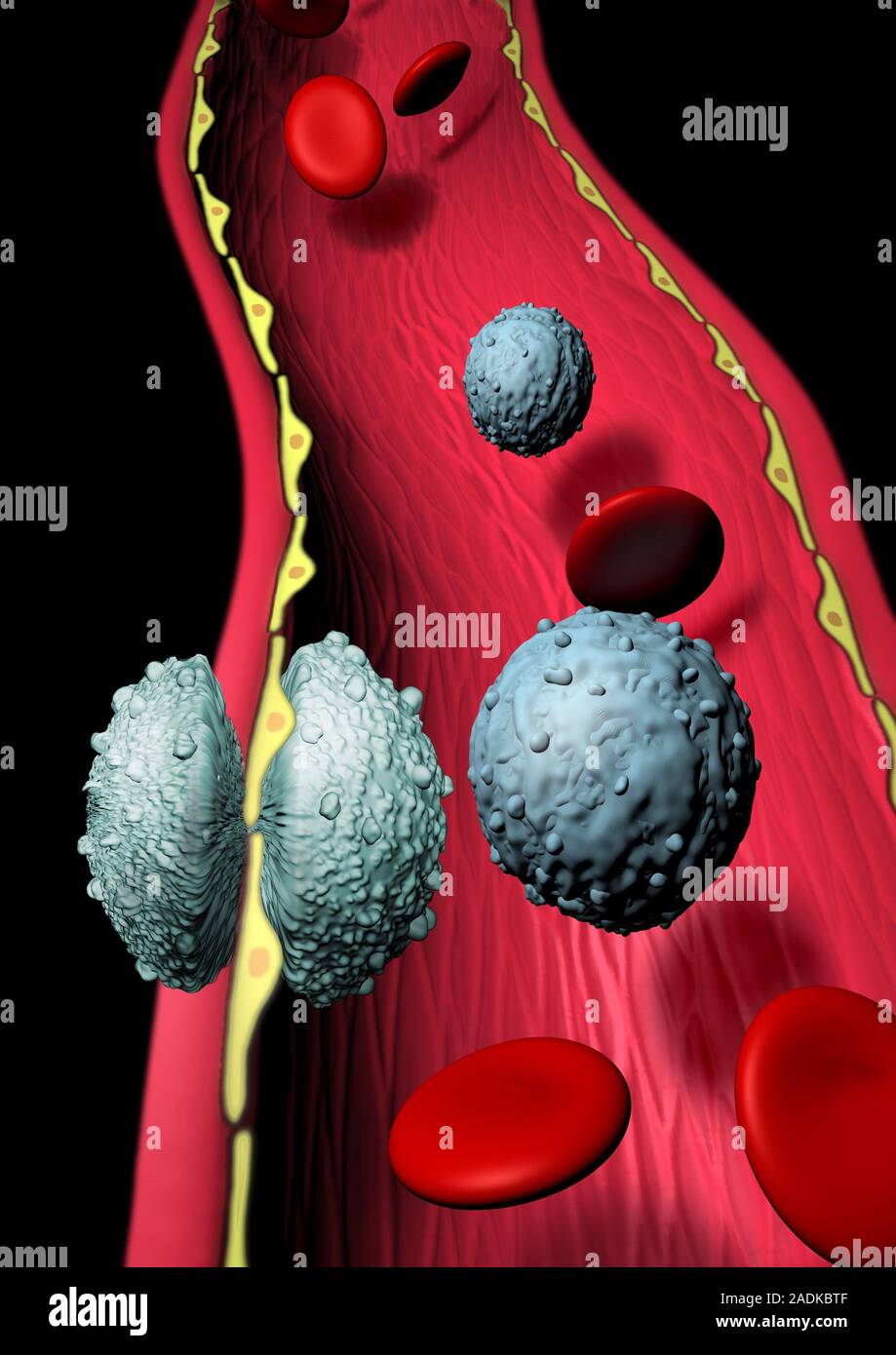 White blood cells. Artwork of three white blood cells (lymphocytes ...
