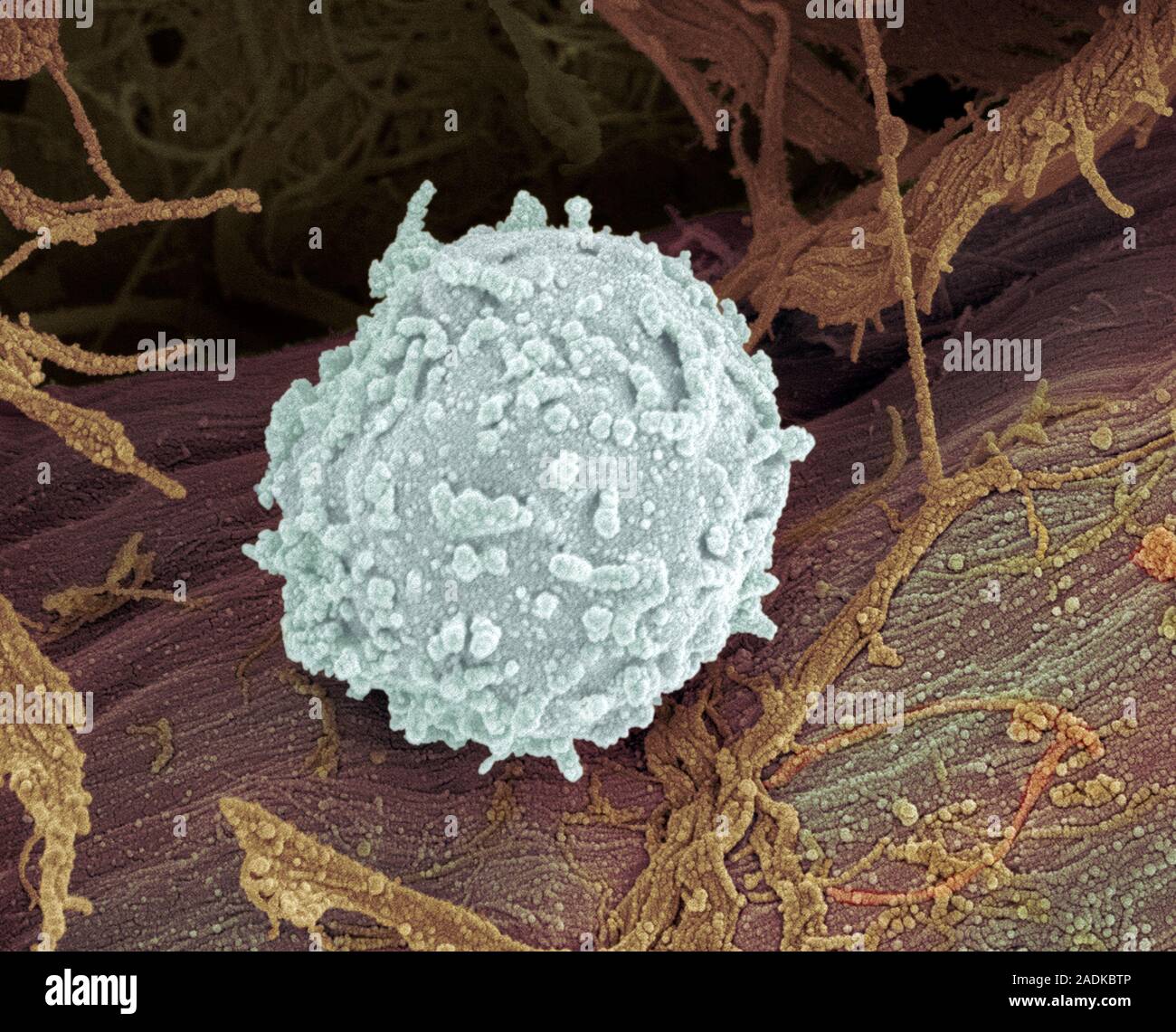 White blood cell, coloured scanning electron micrograph (SEM). White ...