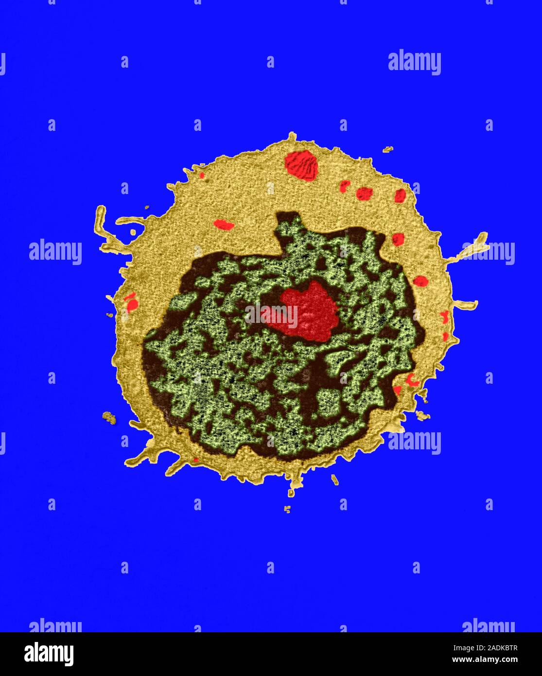 T-lymphocyte. Coloured transmission electron micrograph (TEM) of a ...