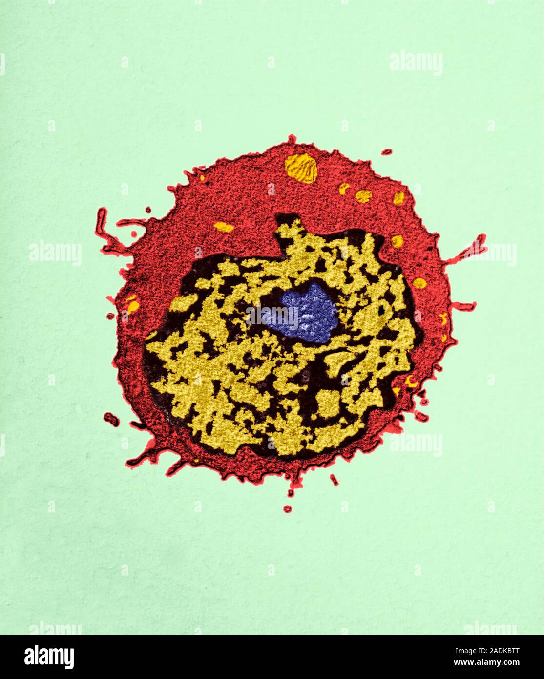 T-lymphocyte. Coloured transmission electron micrograph (TEM) of a ...