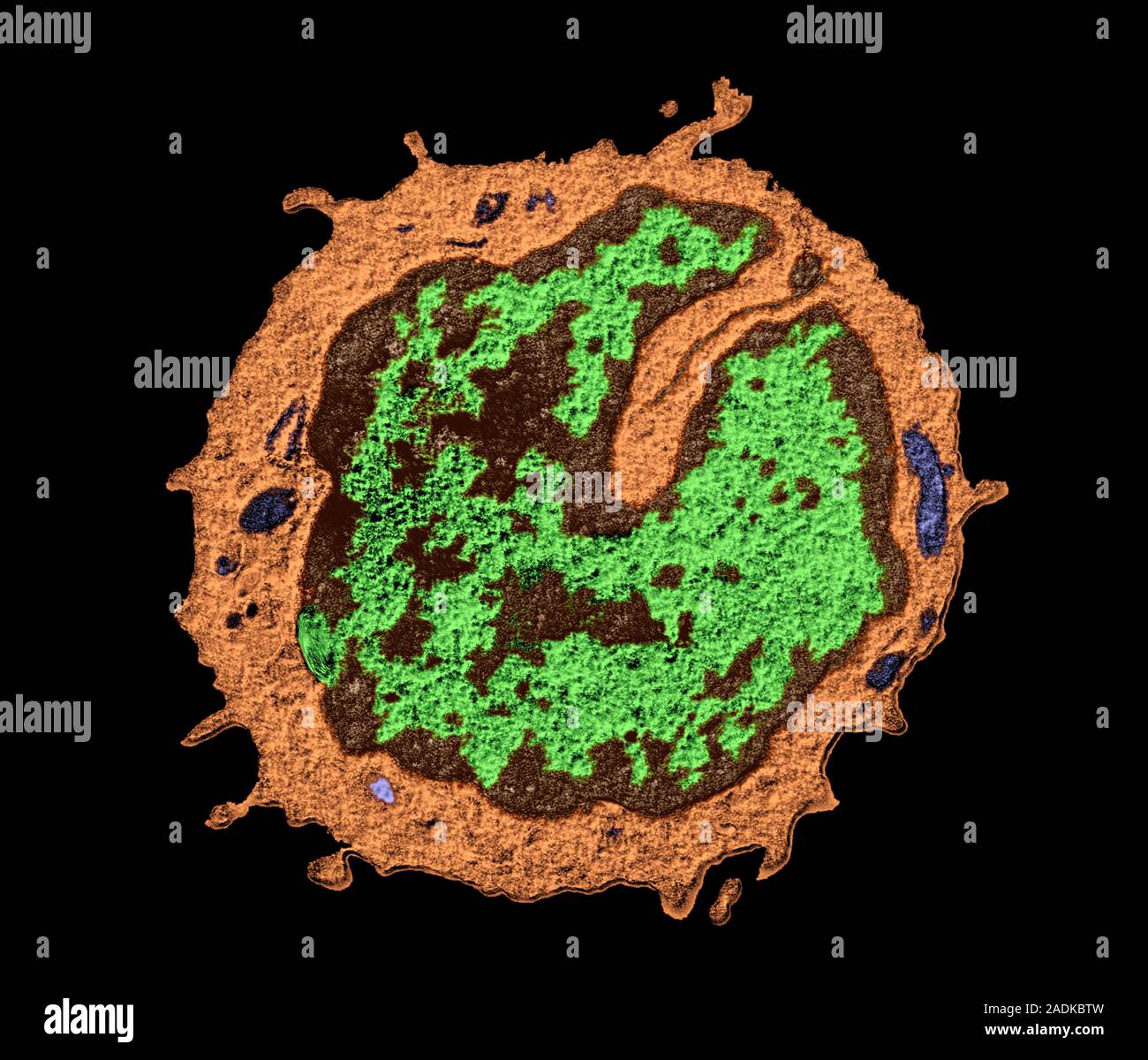 T-lymphocyte. Coloured transmission electron micrograph (TEM) of a ...