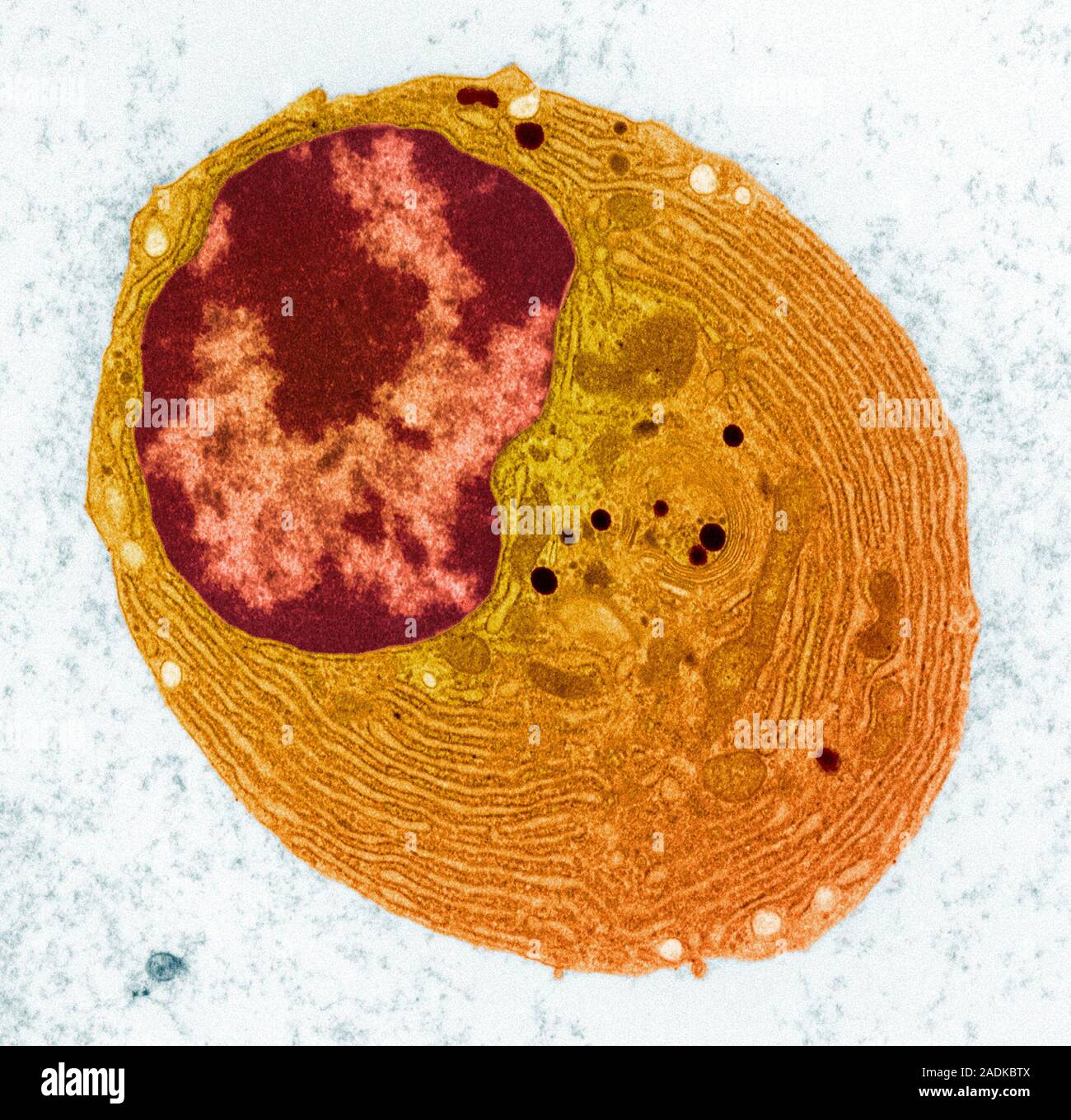 Plasma cell. Coloured transmission electron micrograph of a plasma cell ...