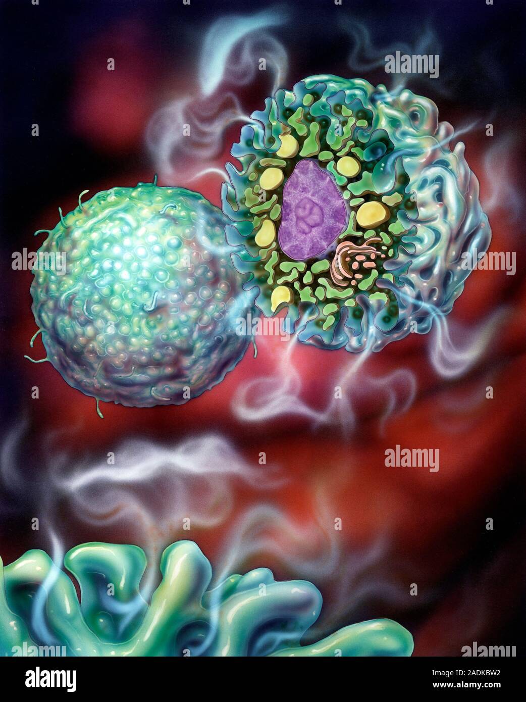Basophil. Artwork of basophil white blood cells. Basophils are the ...