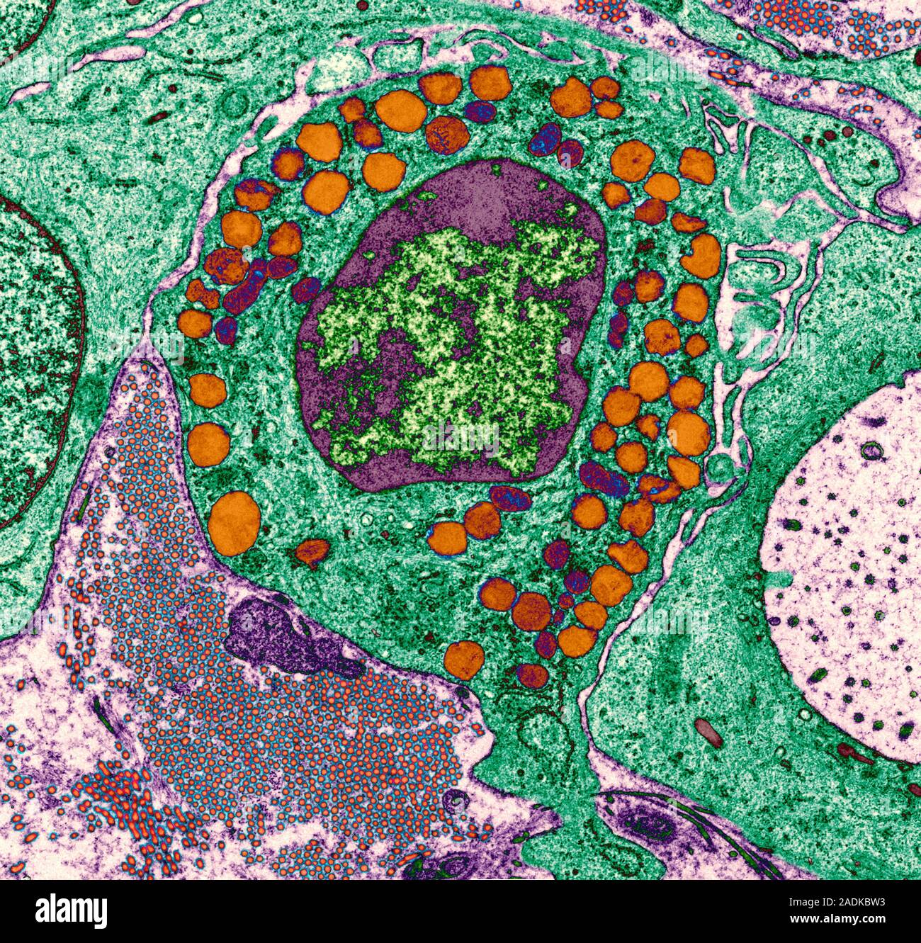 Basophil white blood cell. Coloured transmission electron micrograph ...