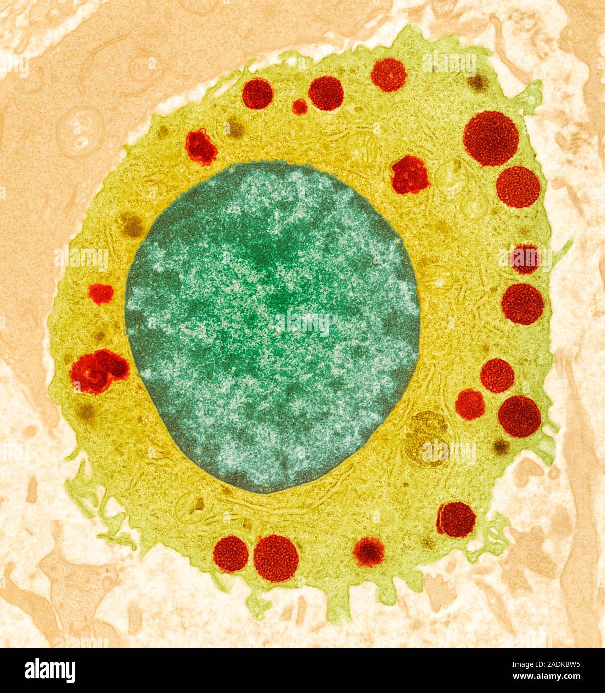 Basophil. Coloured transmission electron micrograph (TEM) of a basophil ...