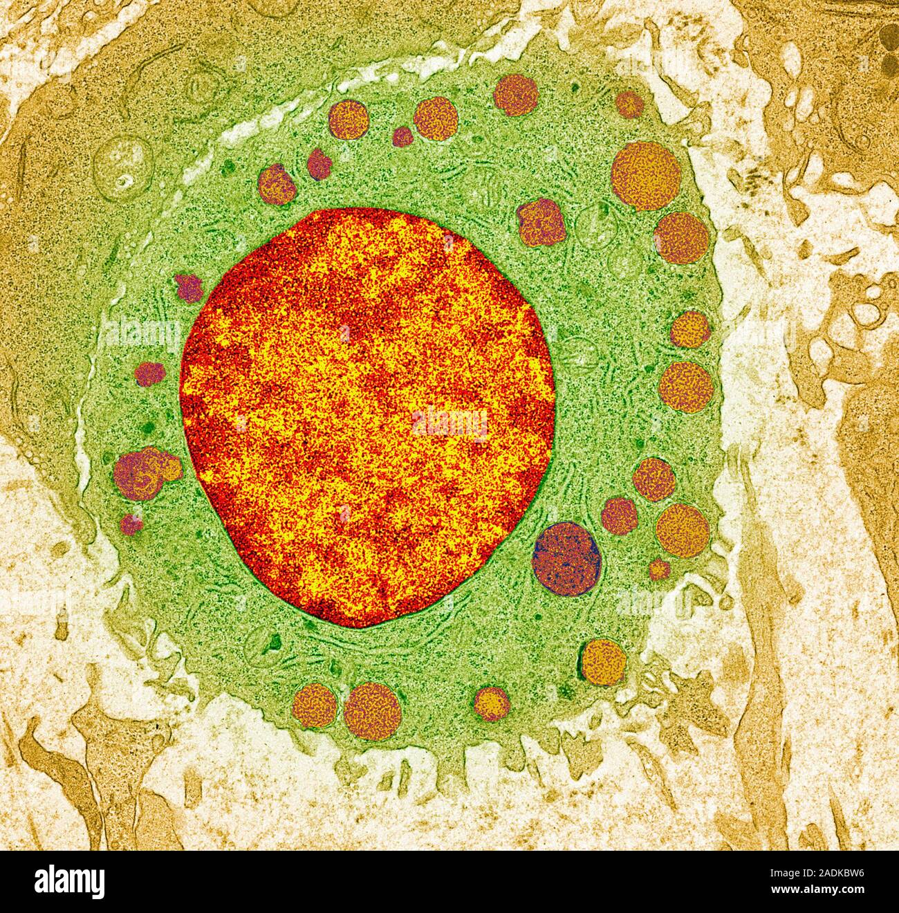 Basophil. Coloured transmission electron micrograph (TEM) of a section ...