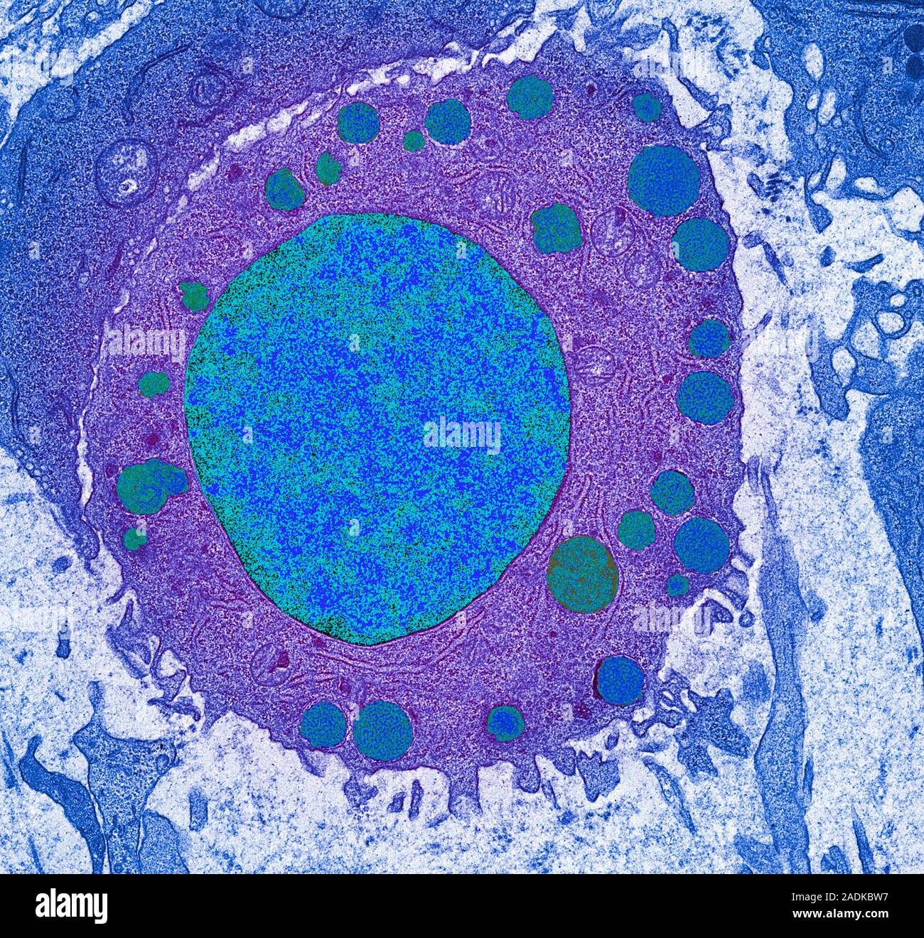 Basophil. Coloured transmission electron micrograph (TEM) of a section ...