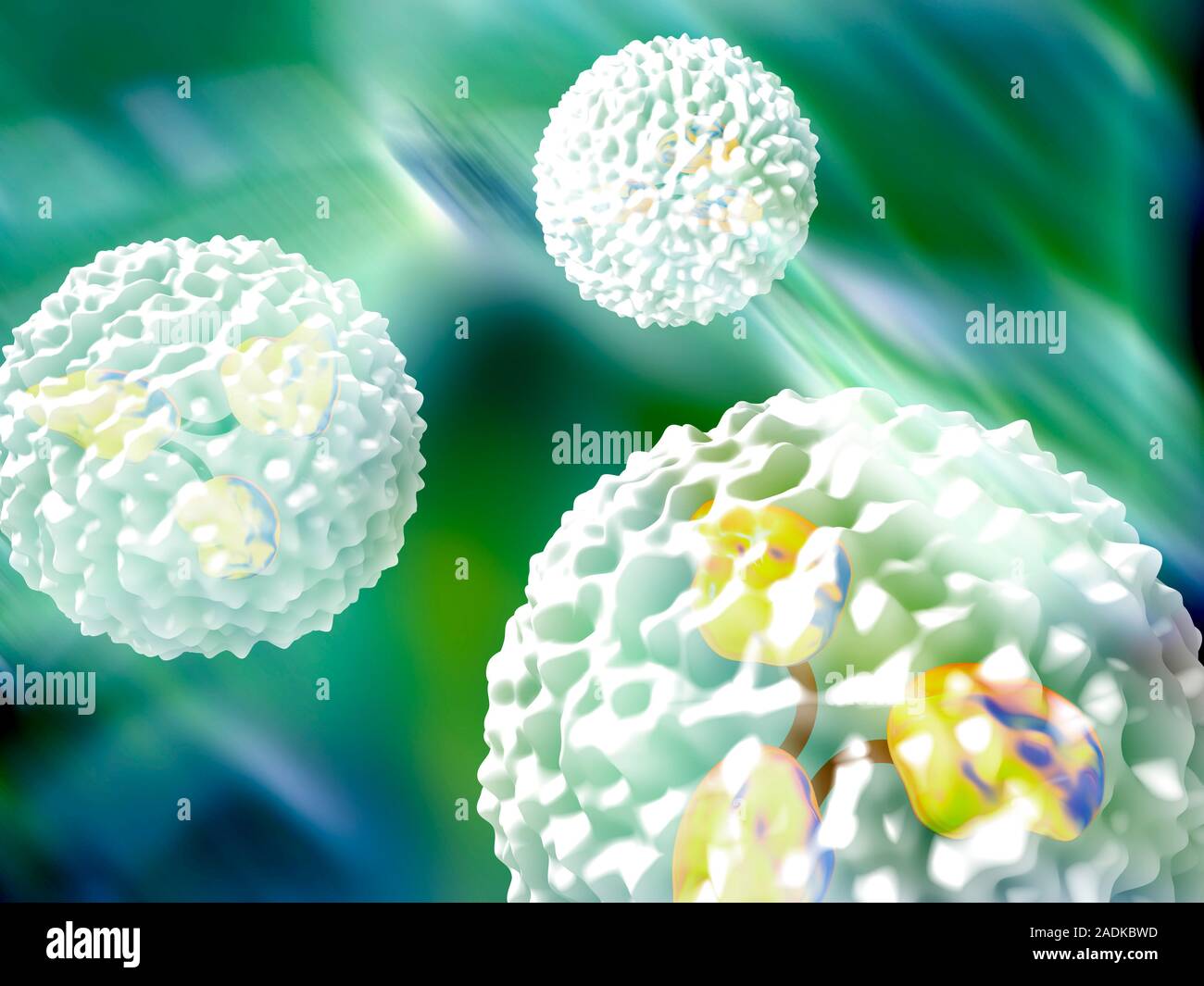 White blood cells. Computer artwork of B lymphocytes, or B cells, each ...