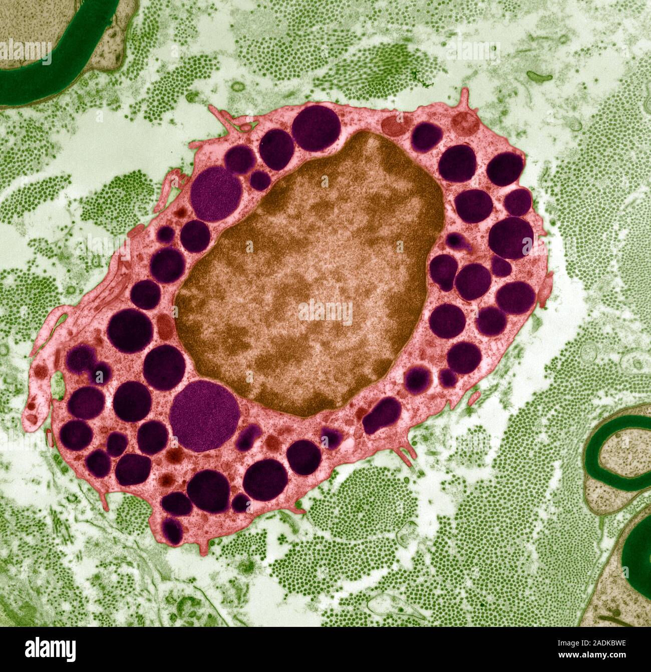Basophil. Coloured transmission electron micrograph (TEM) of a section ...