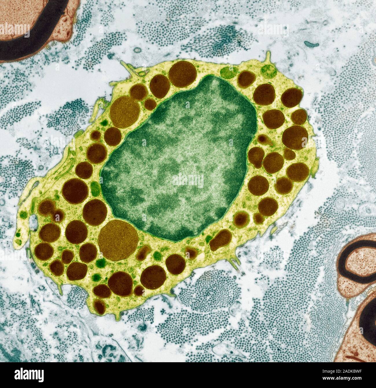 Basophil. Coloured transmission electron micrograph (TEM) of a section ...