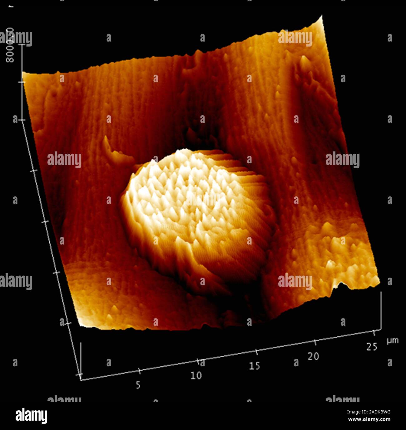White blood cell. Coloured atomic force micrograph (AFM) of a leukocyte ...