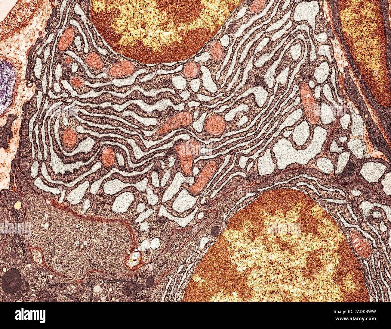 Plasma cells. Coloured transmission electron micrograph (TEM) of plasma ...