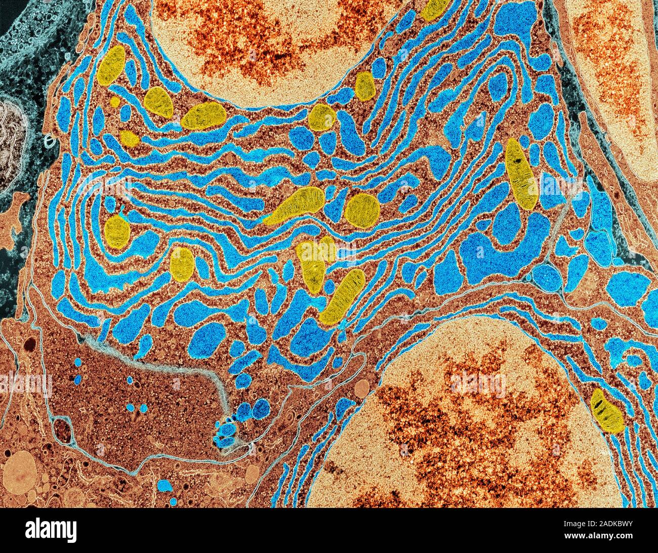 Plasma cells. Coloured transmission electron micrograph (TEM) of plasma ...