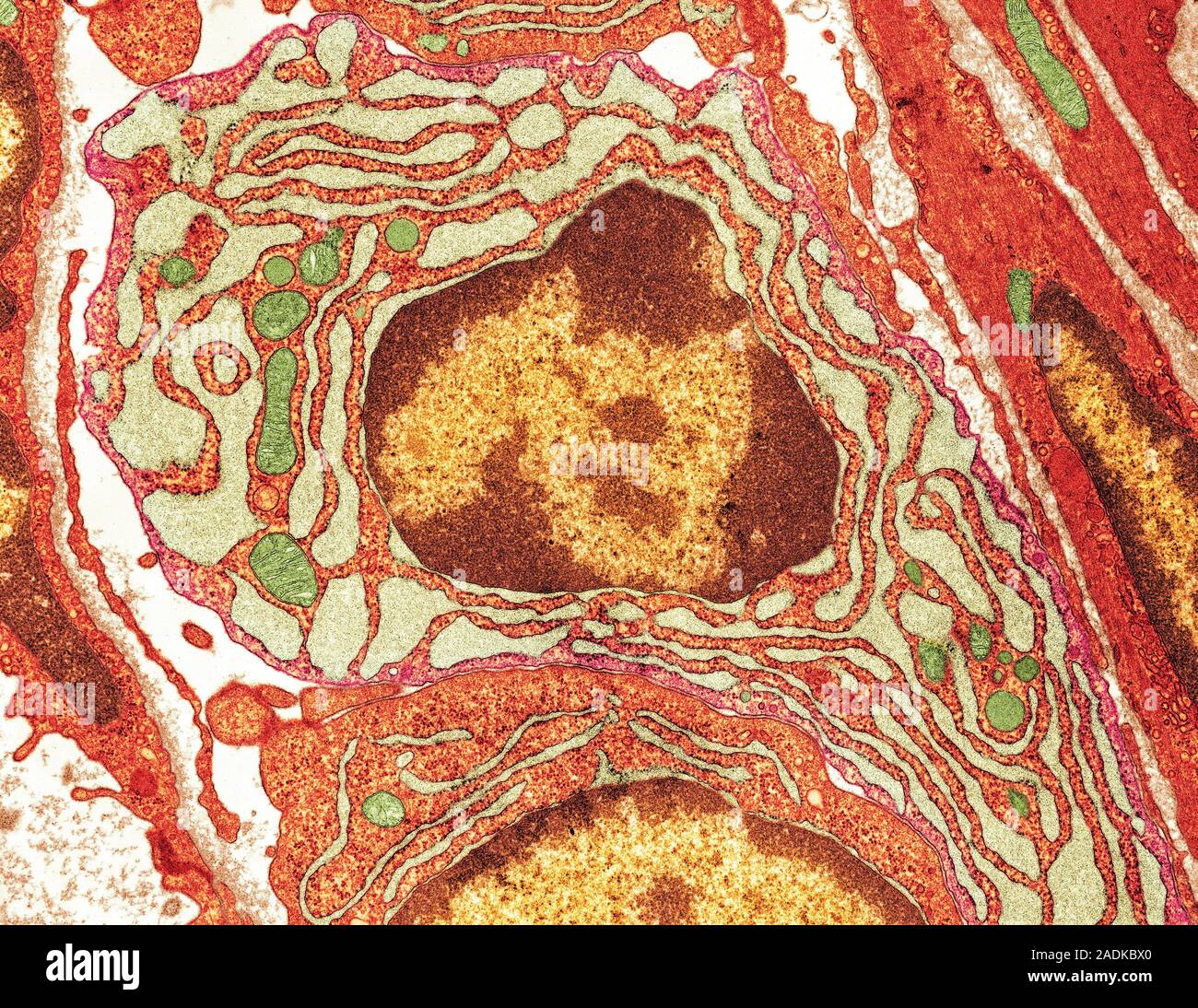 Plasma cell. Coloured transmission electron micrograph (TEM) of a ...