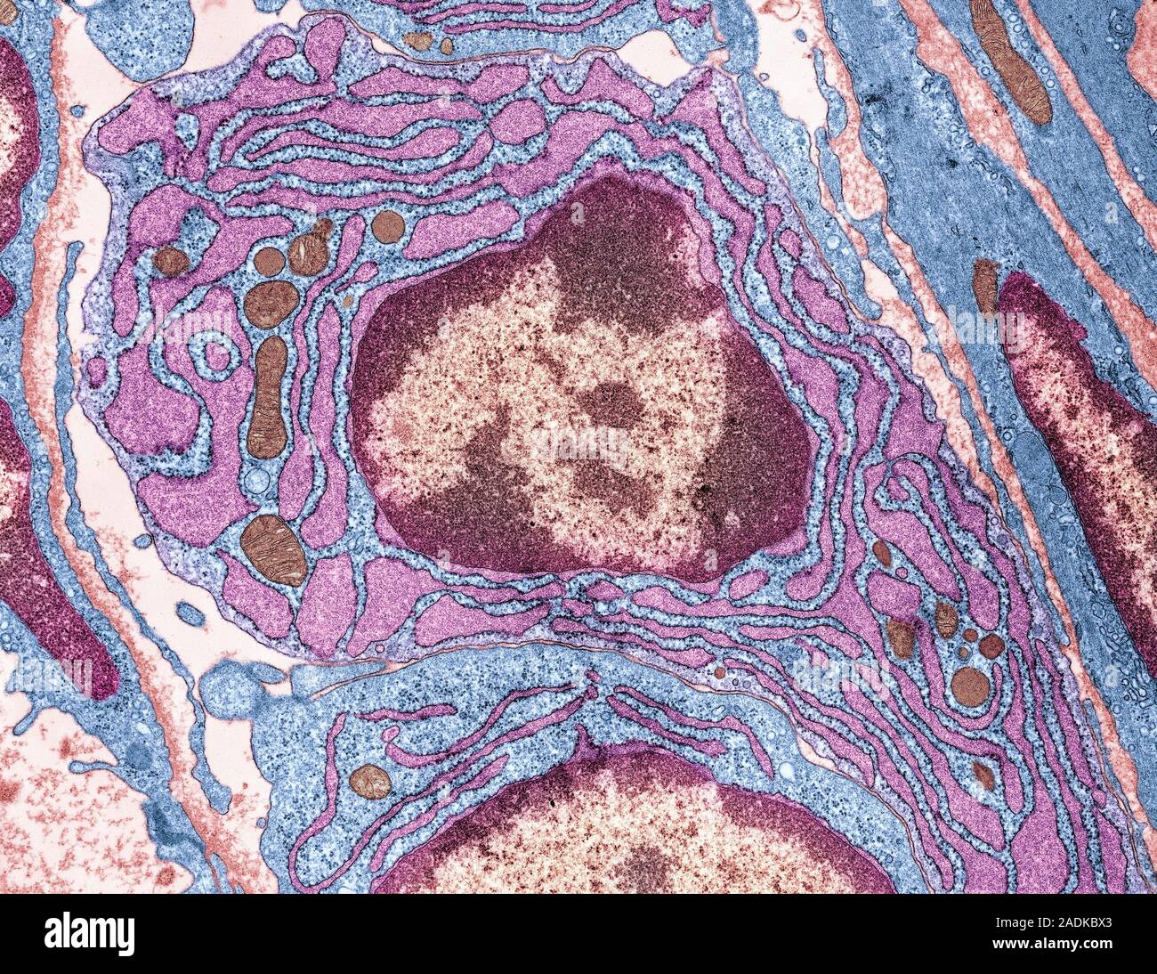 Plasma cell. Coloured transmission electron micrograph (TEM) of a ...
