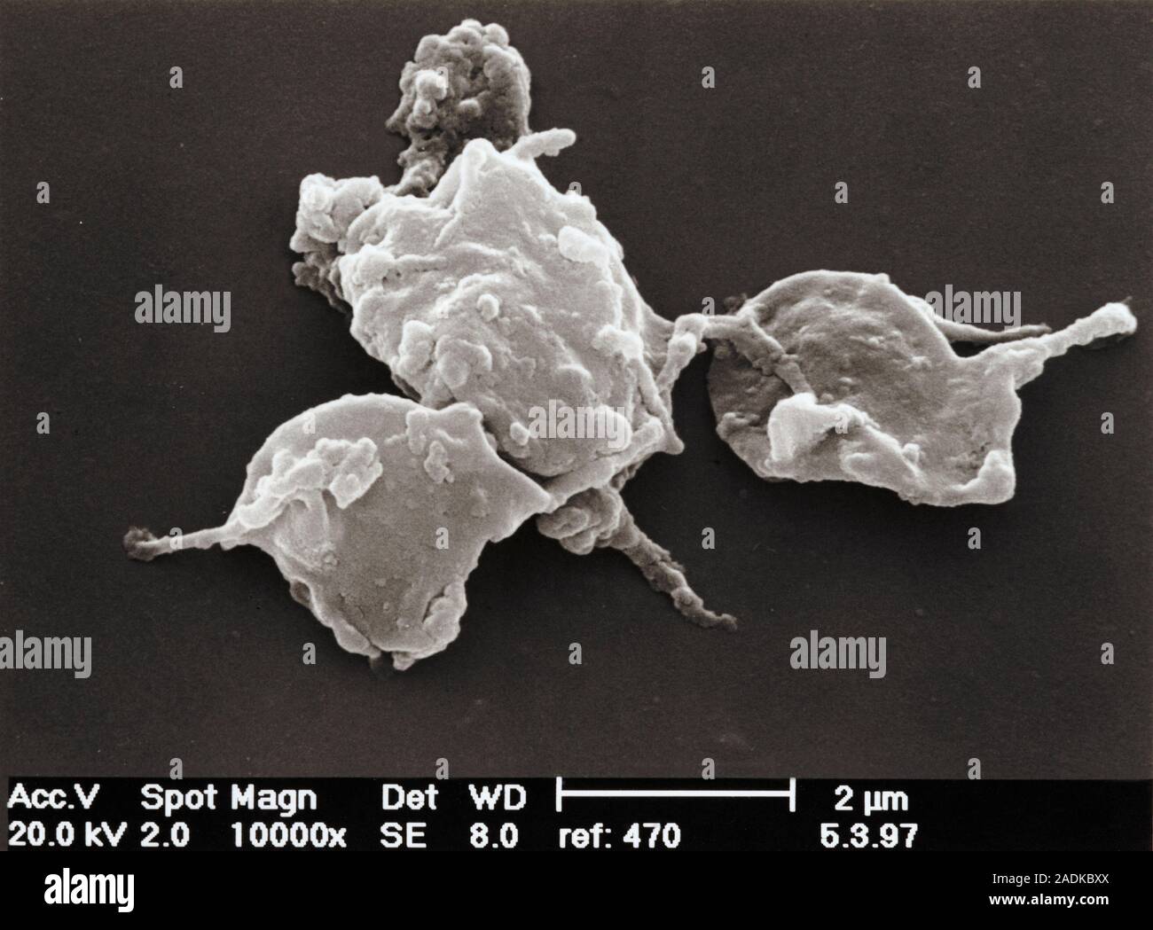Thrombocytes Or Platelets