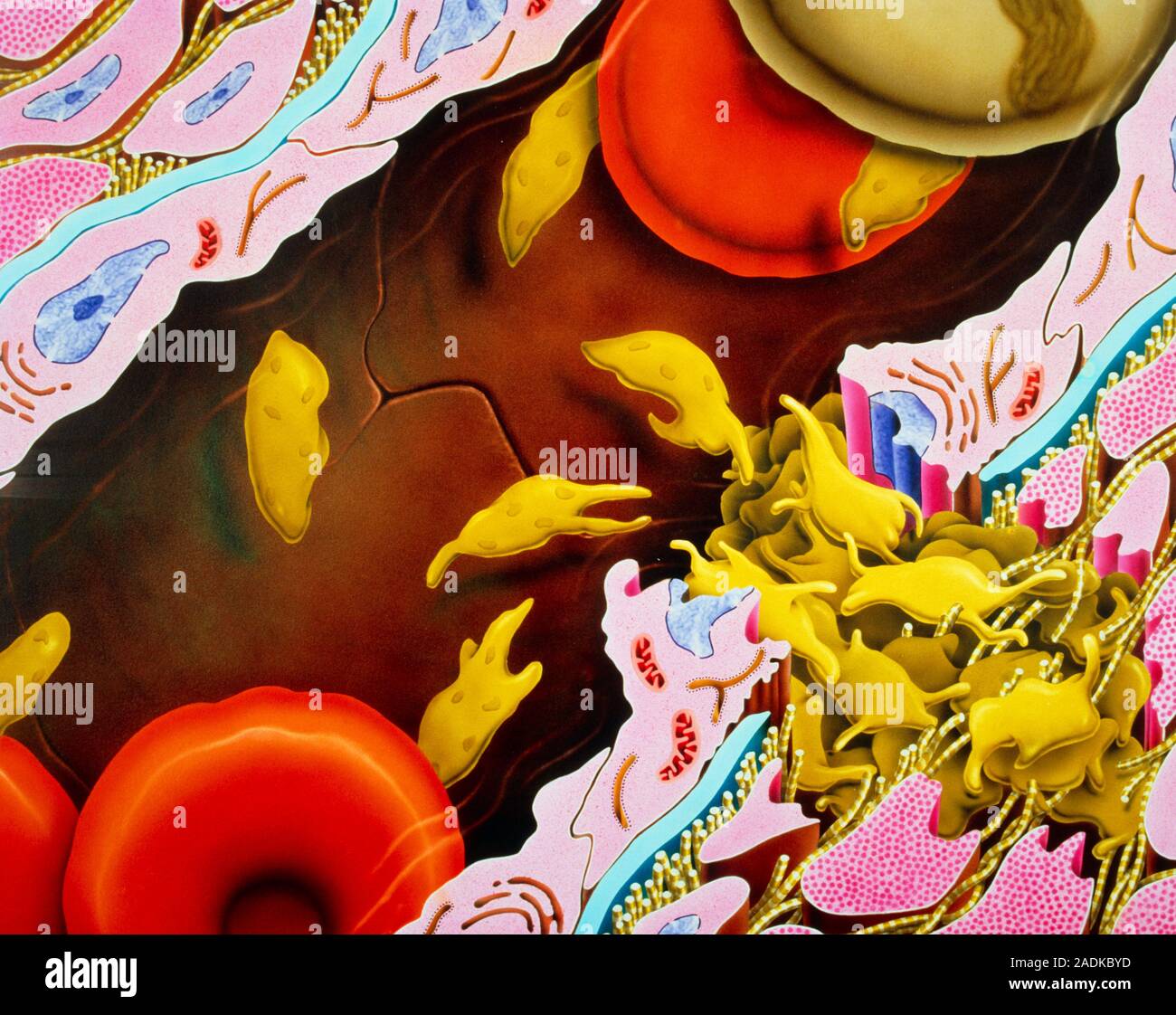 Artwork featuring the role of blood platelets in the repair of a ...