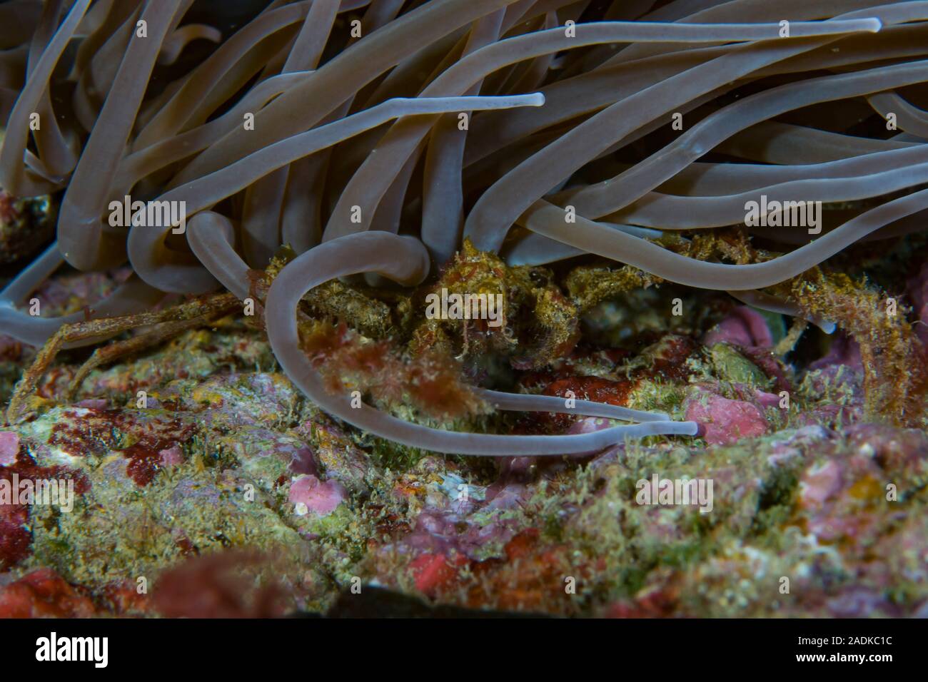Spider Crab Inachus palangium,Green Anemone Anemonia viridis Stock ...