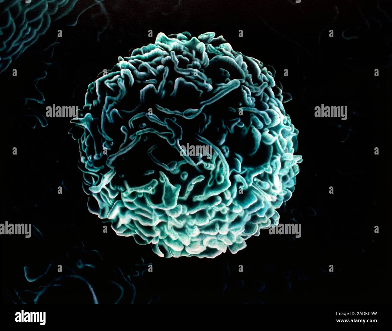 Artwork based on a scanning electron micrograph (SEM) of a single human ...