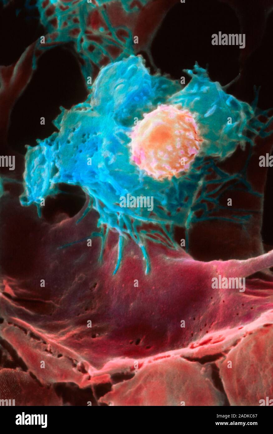 Cells of immune system. Coloured scanning electron micrograph (SEM) of ...