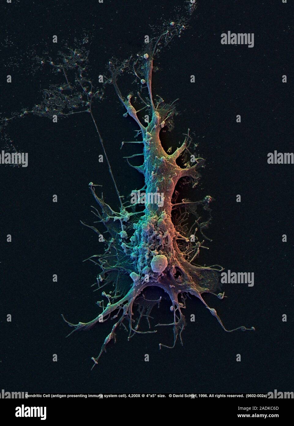 Dendritic cell. Coloured Scanning Electron Micrograph (SEM) of a ...