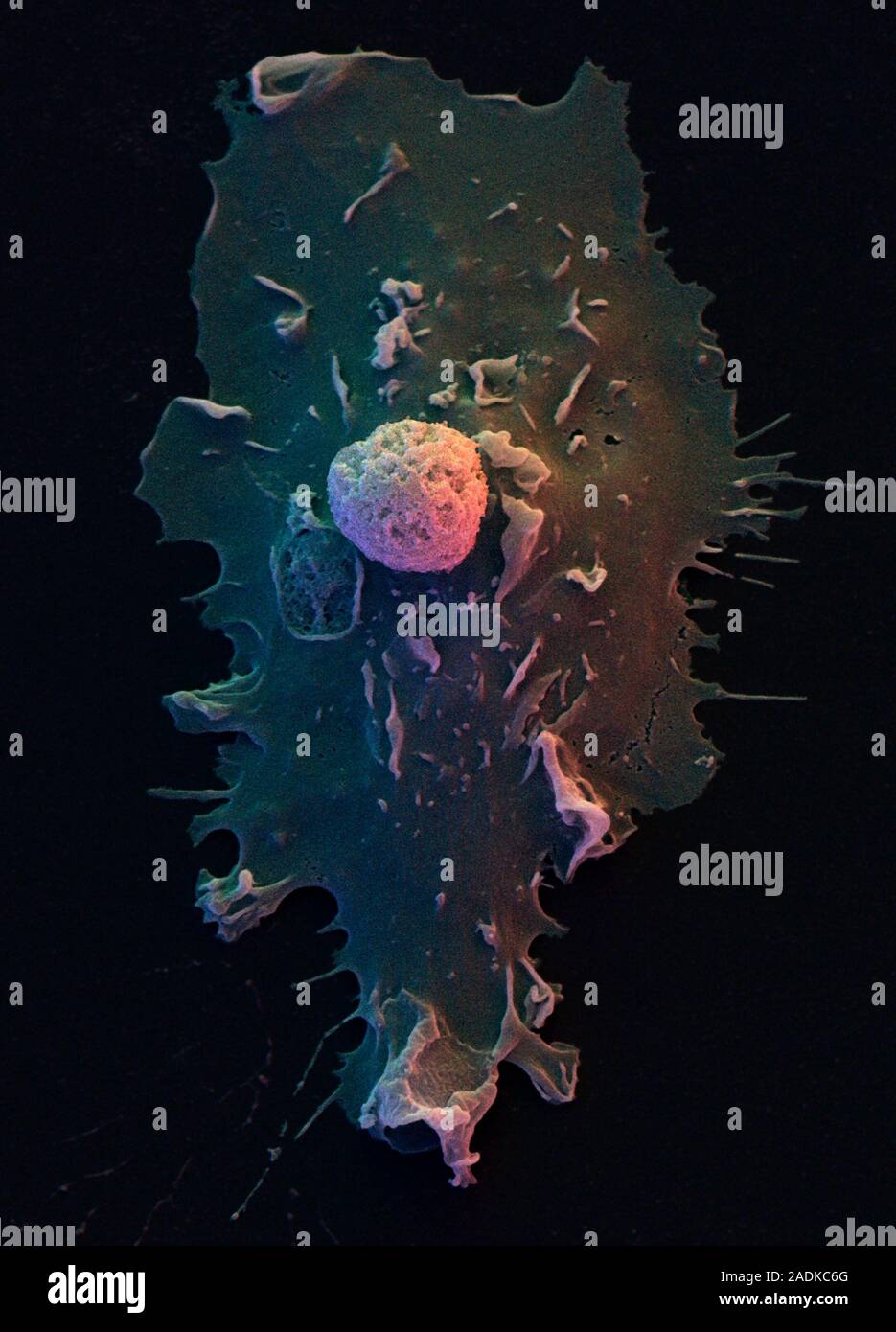 Dendritic and T-cells. Coloured Scanning Electron Micrograph (SEM) of ...
