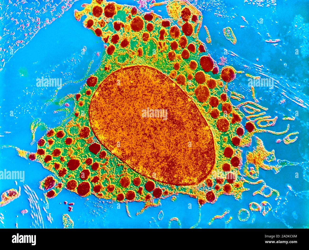Mast cell. Coloured transmission electron micrograph (TEM) of a section ...