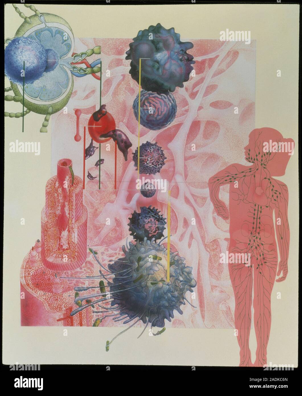Immune system. Collage artwork of cells of the immune system. Many ...