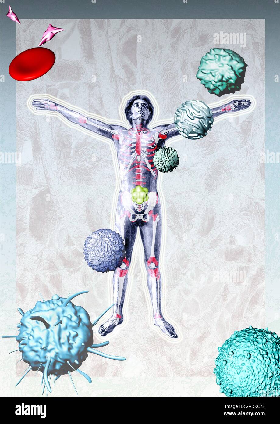 Immune system. Conceptual computer artwork of a man standing with his ...