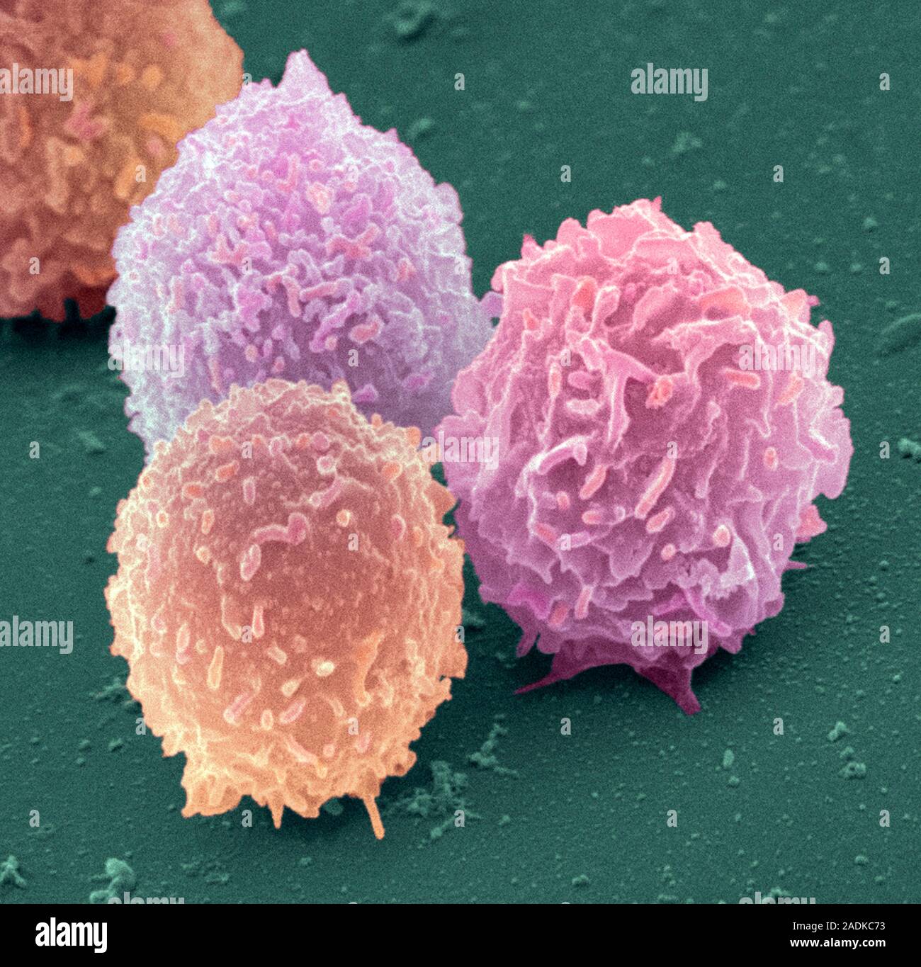 White blood cells, coloured scanning electron micrograph (SEM). Seen ...