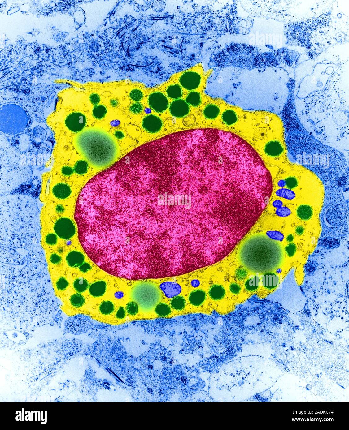 Mast cell. Coloured transmission electron micrograph (TEM) of a section ...